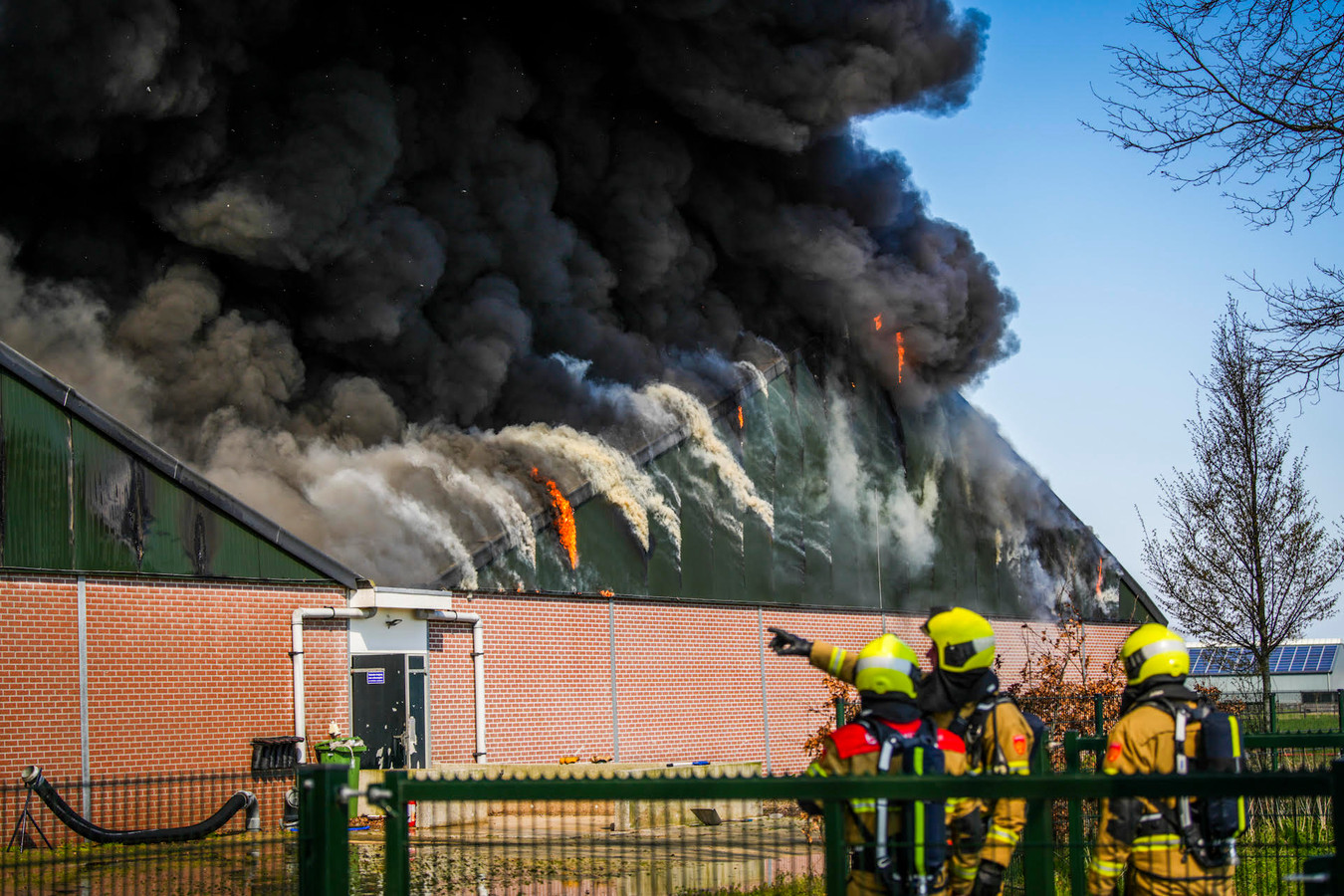 9000 varkens dood bij grote stalbrand in Sint-Oedenrode: ‘Omwonenden ...