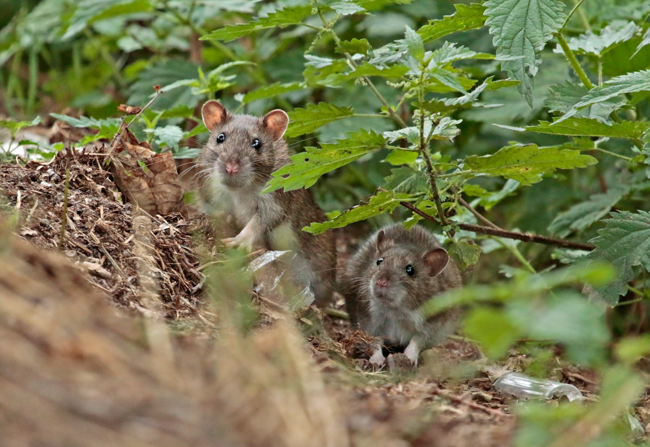 Eerste proef met afschieten van ratten in Roosendaal lijkt schot in de ...