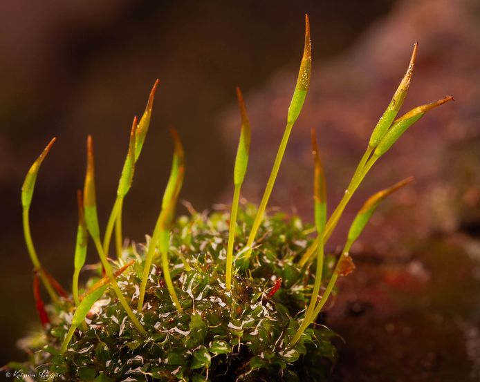 Zo mooi kan de Aalsterse natuur zijn: fotografe Katrien zoomt in op de ...