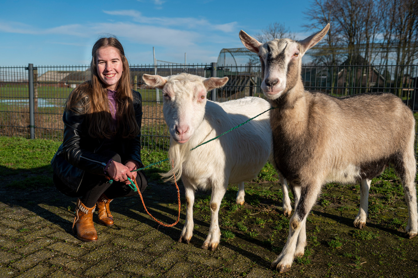 Koeien Dora en Trix gaan ‘s avonds naar het theater: ze hebben een rol ...