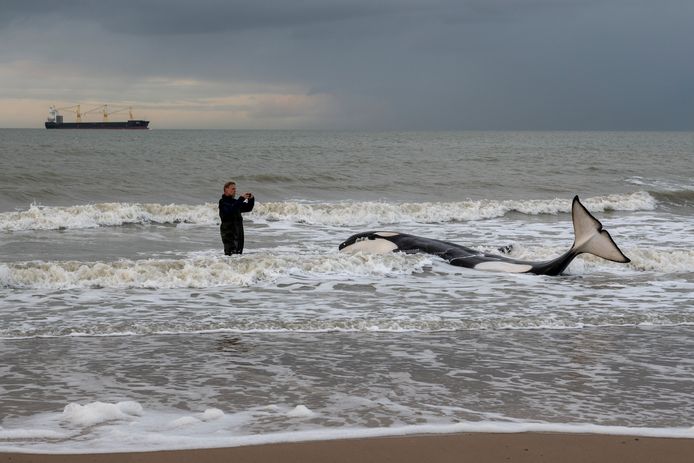 Onderzoek naar dood van orka duurt weken: ‘grootste vraag is waarom ze ...