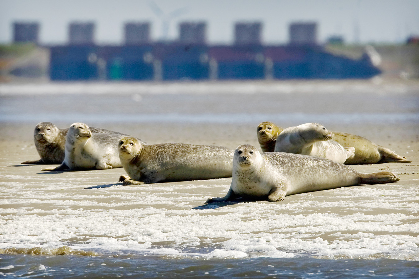 Zeehonden zijn terug in de Waddenzee: vijf keer zo veel als dertig jaar ...