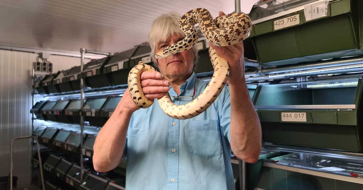 Ontsnapte giftige slang zit vermoedelijk nog in huis, denkt deze expert ...