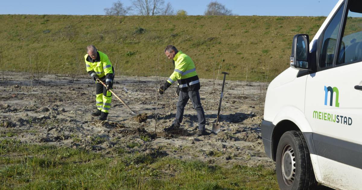 Meierijstad plant 3335 bomen en struiken op Nationale Boomfeestdag ...