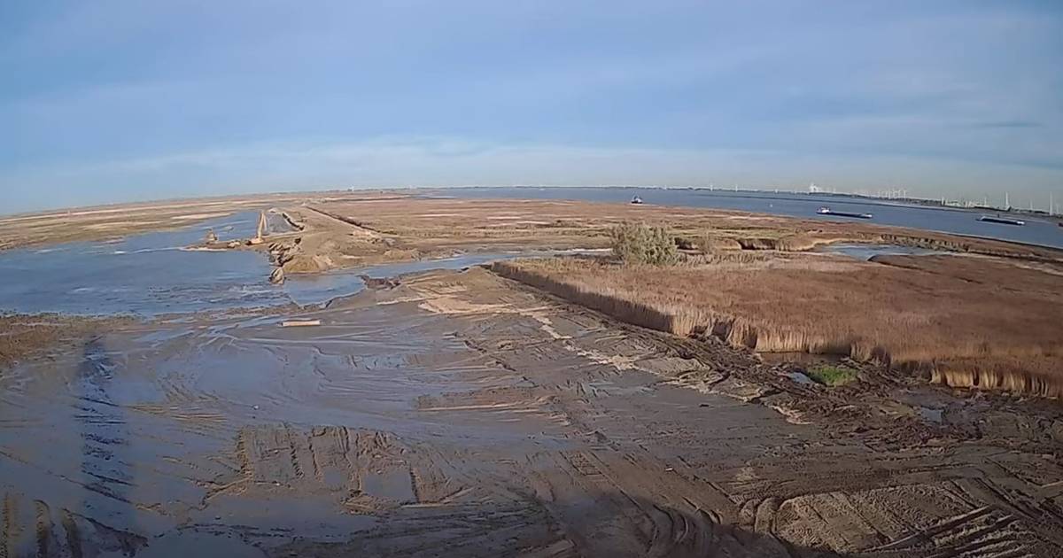 Eb en vloed terug in de Hedwigepolder | Zeeland | AD.nl