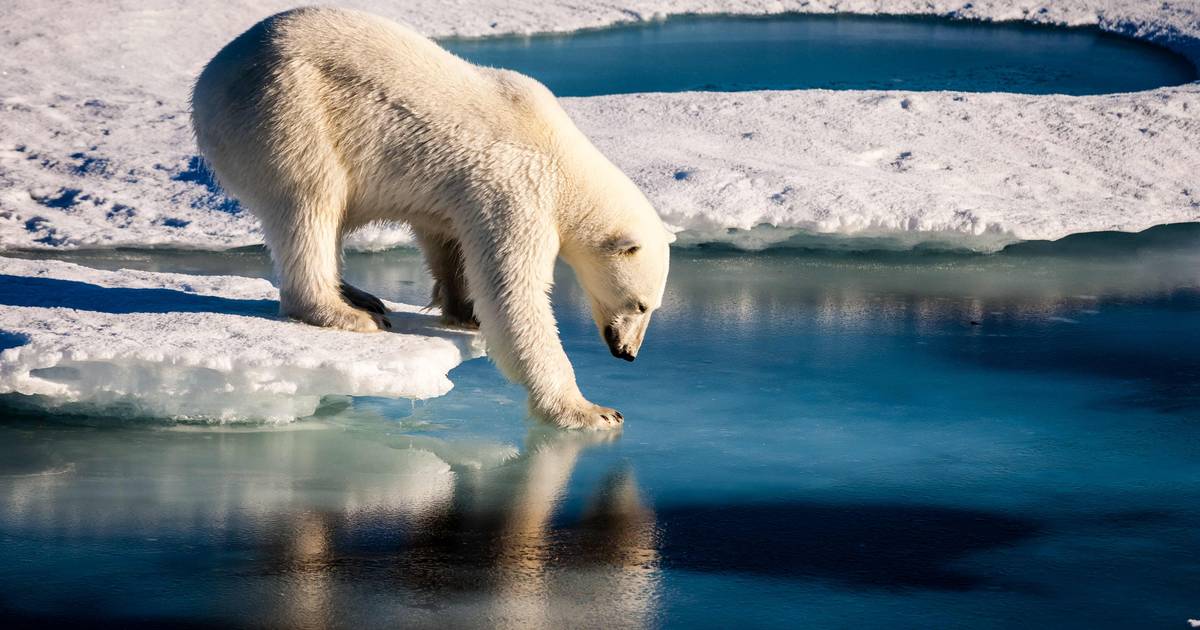 Grootste slachtoffer van hittegolf op Noordpool: de ijsbeer | Milieu ...