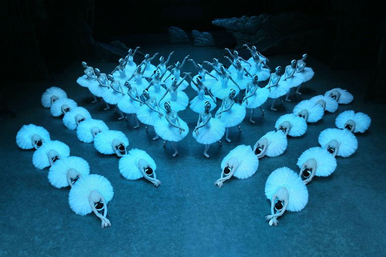 Het grootste zwanenmeer ter wereld | De Volkskrant