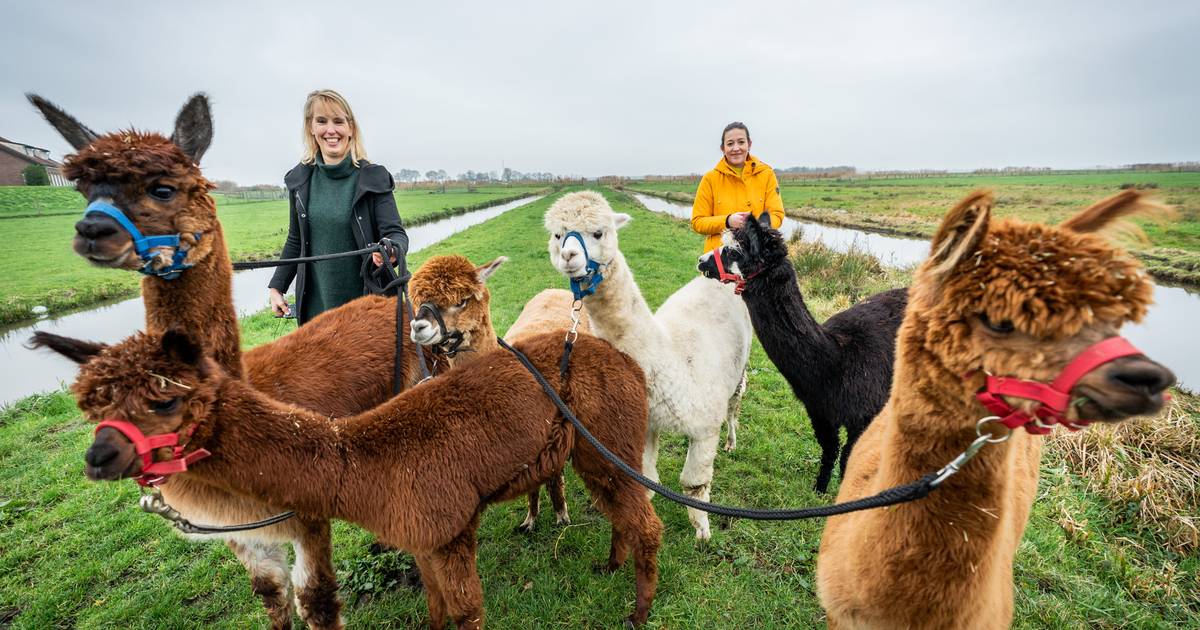 Hier kun je wandelen met alpaca's, Marileen (22) is fan: 'Ik heb zelfs een alpacatatoeage ...