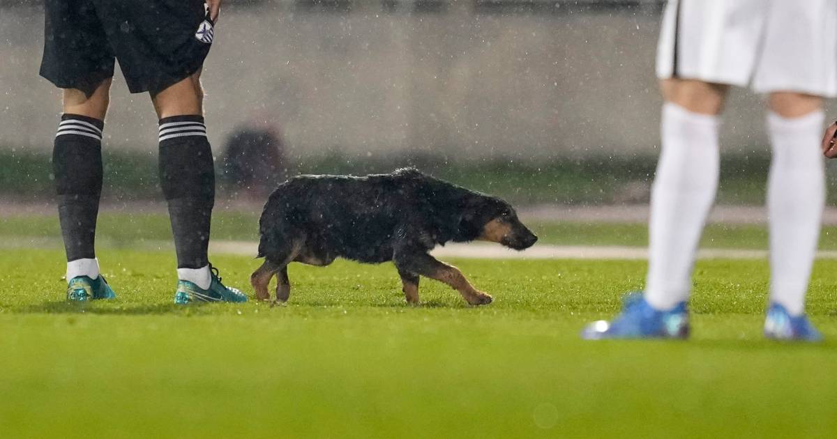 Hilariteit in Servië: poepende hond bestormt veld tijdens Conference ...