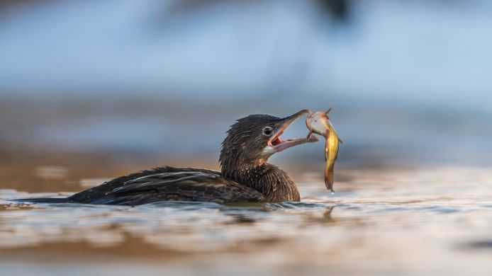 Ann Coppens wint Zilveren camera met natuurbeelden | Moerbeke-Waas | hln.be