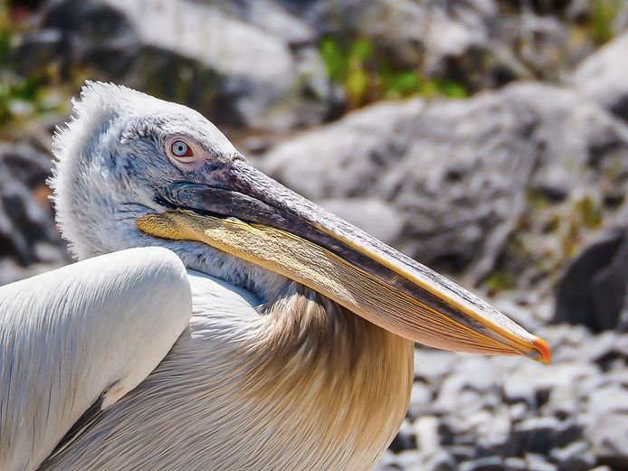 Blijdorp gooide het roer radicaal om, bezoeker: 'Als ze de dieren hier ...