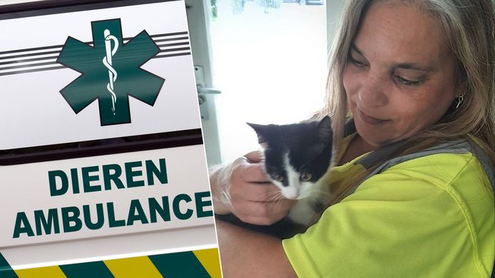 Kat van Brigitte (46) werd neergeschoten met een luchtbuks: ‘Toen wist ...