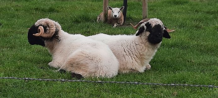 MIJN FOTO | ‘Je ziet het derde schaap denken: wat mis ik toch op mijn ...