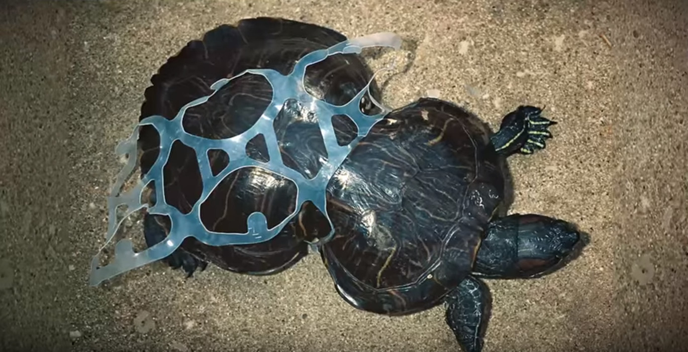 Nooit meer zeeschildpadden met rietjes in hun neus | Foto | gelderlander.nl