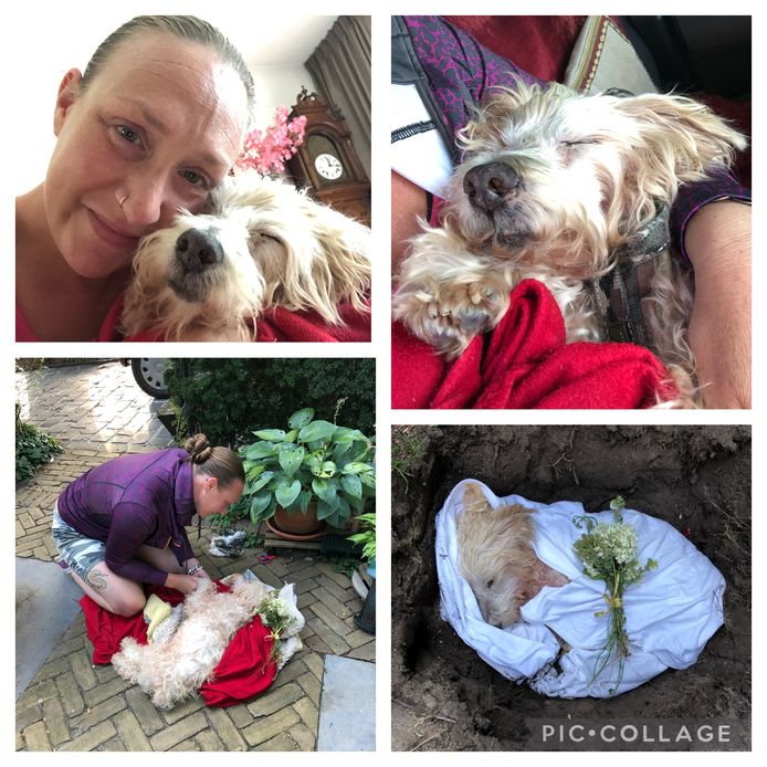 'Bijzondere’ hond Leos is dood: 'Ik heb voor mezelf een plukje haar ...