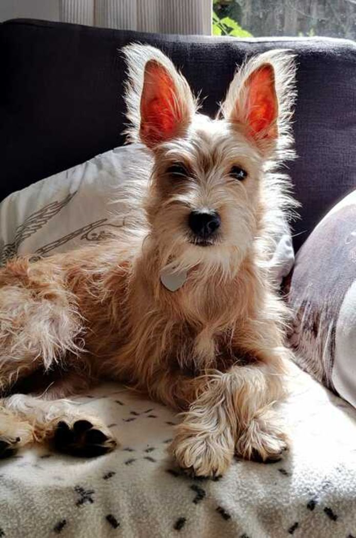 Dexter, Gradje en Checo, deze dieren hebben opvallende namen: ‘Das ...