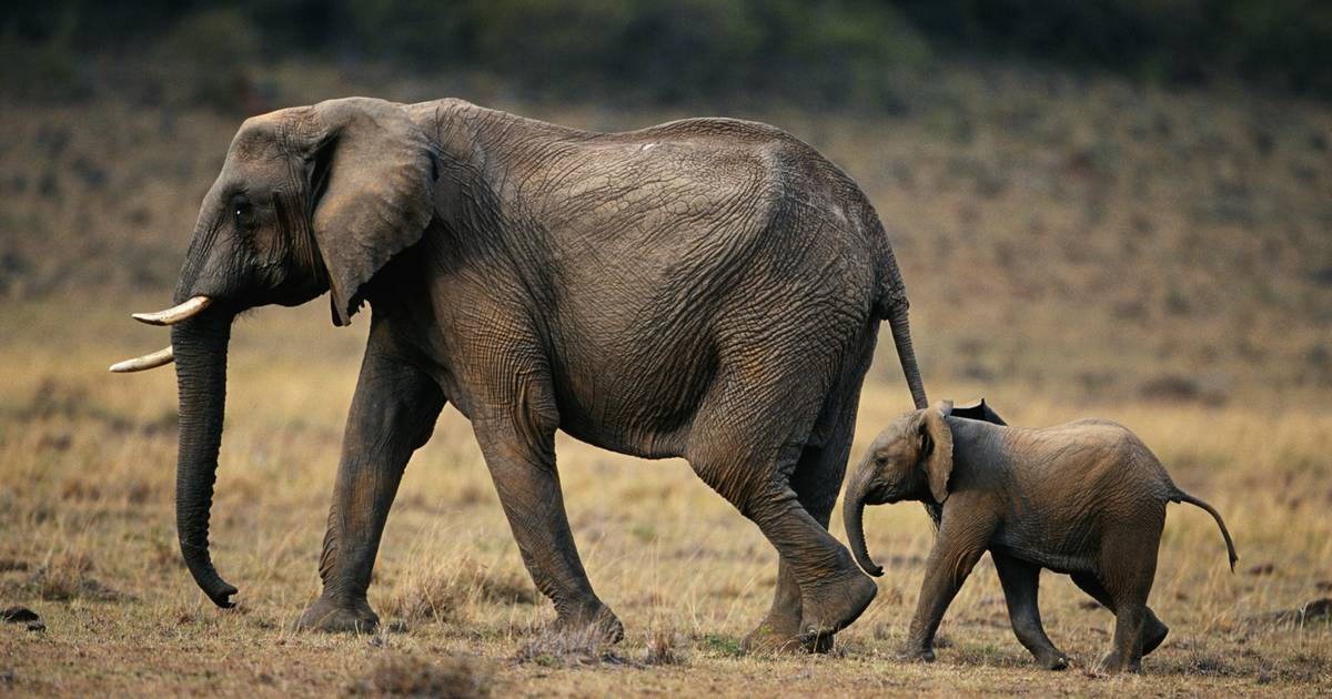 Stropers doden 500 olifanten in Zuid-Soedan | Dieren | hln.be