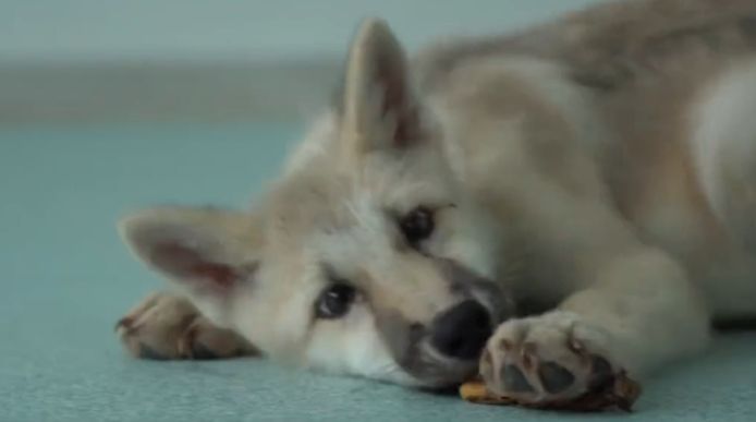 Dit is Maya, ‘s werelds eerste gekloonde poolwolf | Dieren | hln.be