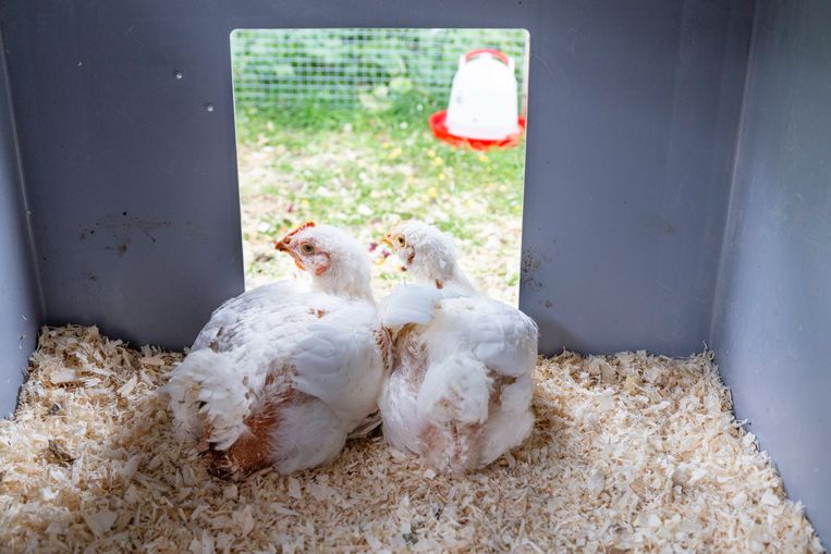 Zelf een kip grootbrengen en daarna slachten en opeten – de familie ...