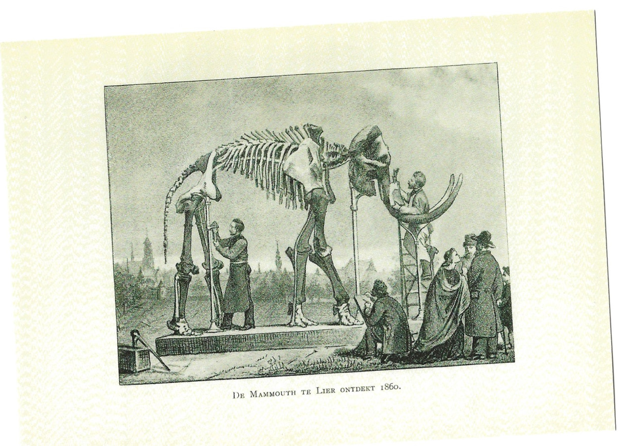 Mammoet van Lier nog steeds springlevend in Pallieterstad: “Onze oudste ...