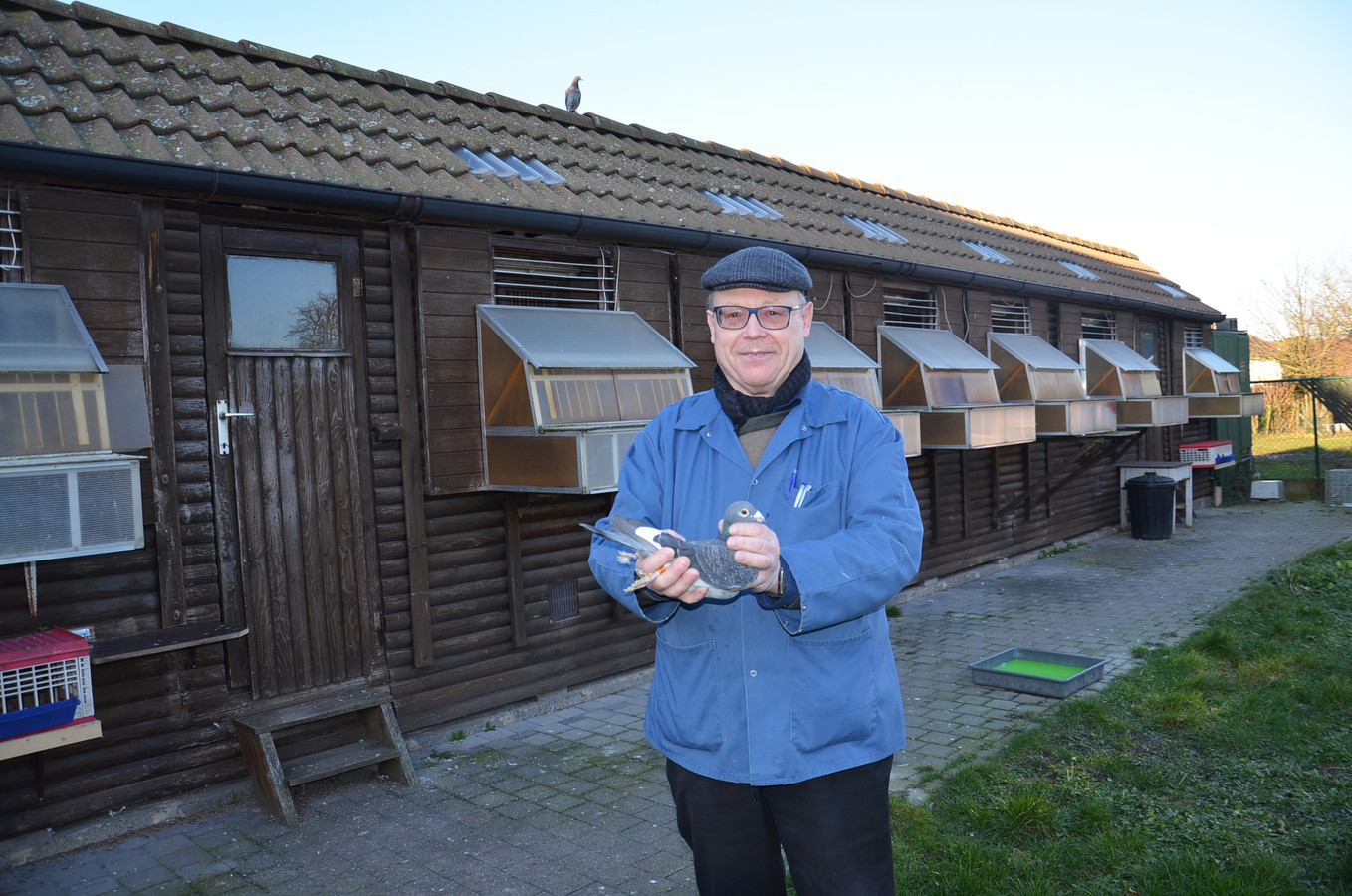 Duivenliefhebber Marc De Vadder behaalde afgelopen jaar record van 87 ...