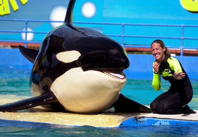 Orka Lolita sterft na ruim 50 jaar gevangenschap in Miami “aan een nieraandoening” | Dieren | hln.be