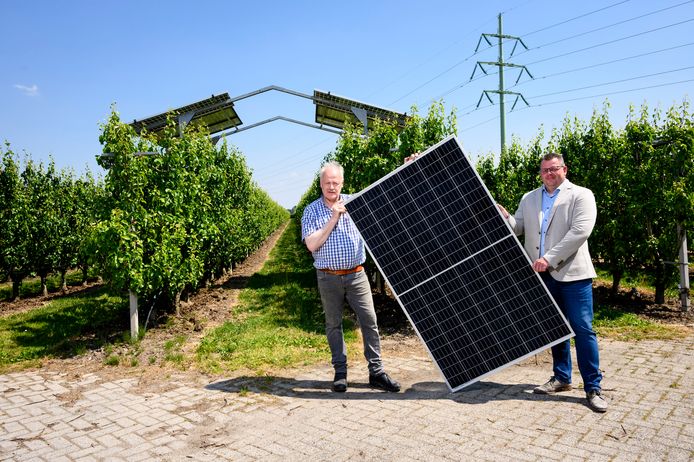 Johan legt als eerste fruitteler zonnepanelen aan boven perengaard: ‘We ...
