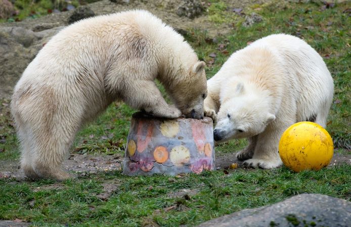 Zo vieren ijsberen hun verjaardag | Het leukste van het web | hln.be