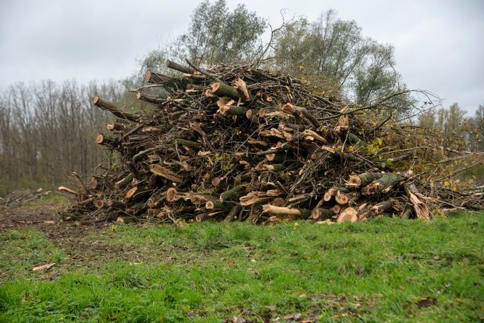 Bomen gekapt in toekomstig overstromingsgebied Ham in Wetteren ...