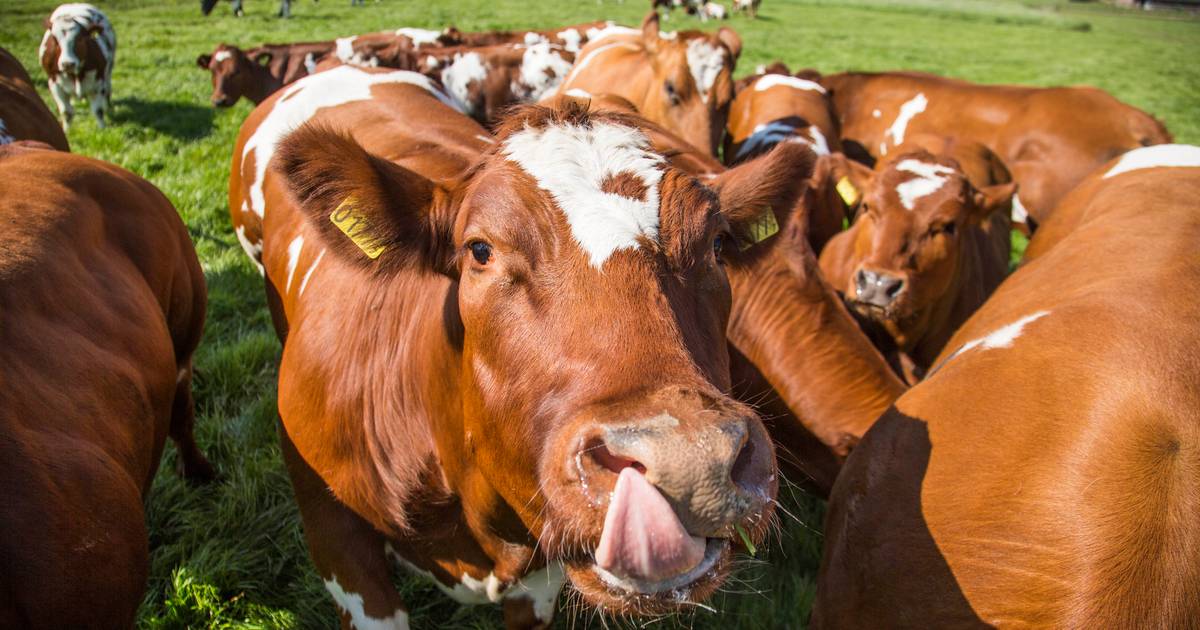 Dikbillen en winkel Spronk hebben stad verlaten | Zoetermeer | AD.nl