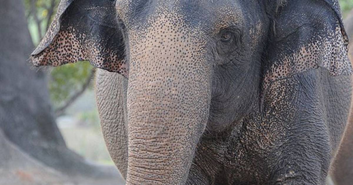 Olifant sterft aan constipatie | Dieren | hln.be