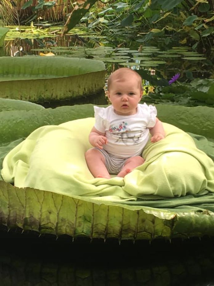 Baby’s gaan weer op de foto op reuzenbladeren in Plantentuin Meise ...