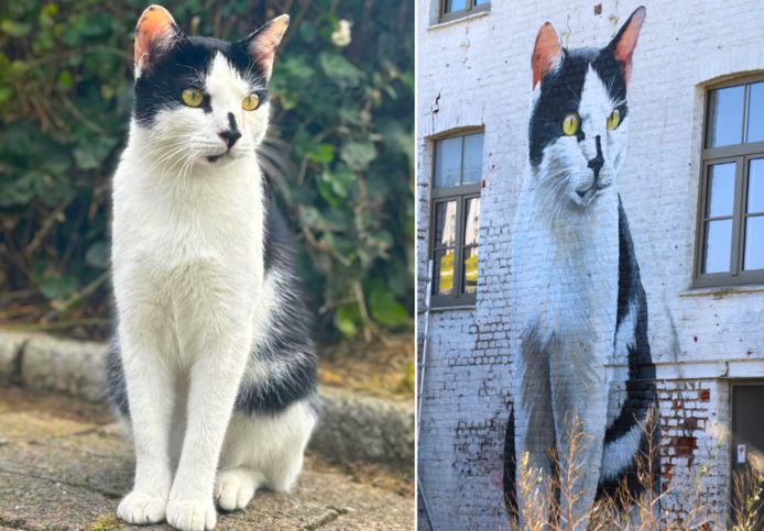 Ronse haalt opgelucht adem: populaire kater Hermes opnieuw veilig thuis ...