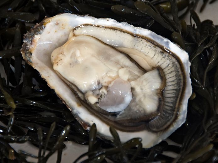 Japanse oester bedreigt en helpt mossels tegelijk | Zeeuws nieuws | pzc.nl