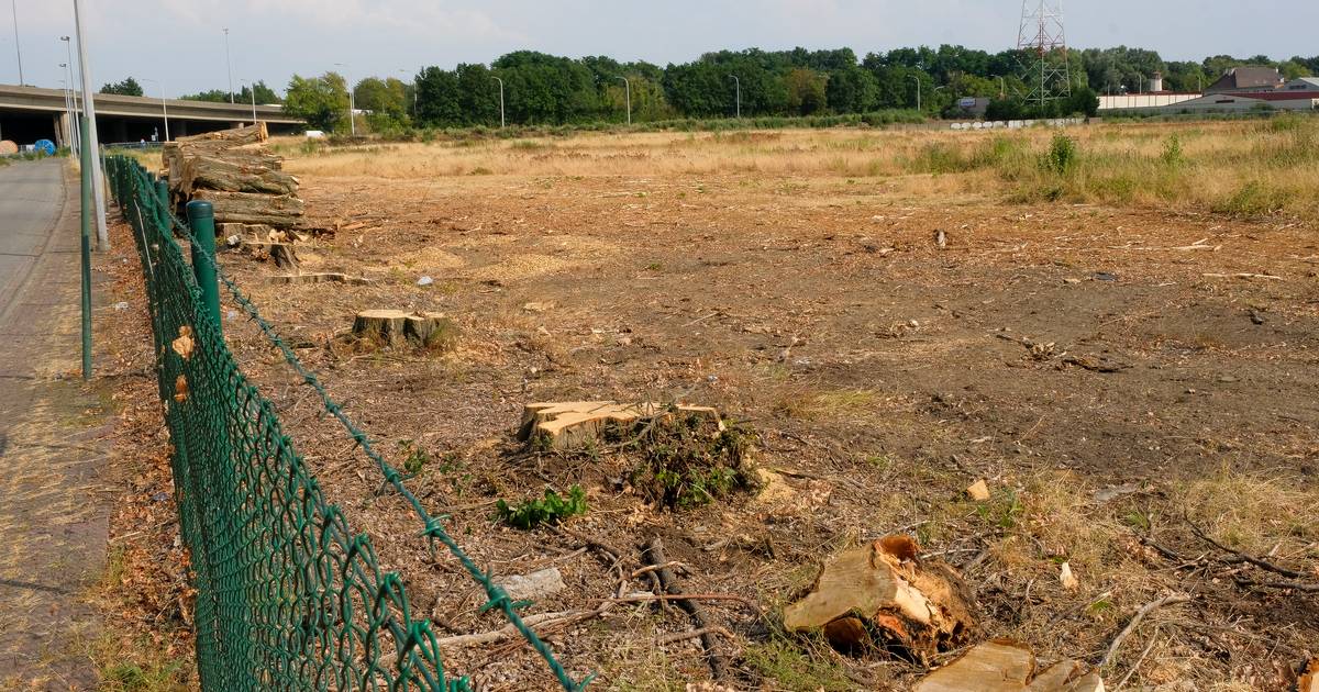 Bomen gekapt op Uplace-site: “Niets met toekomstige ontwikkeling te ...