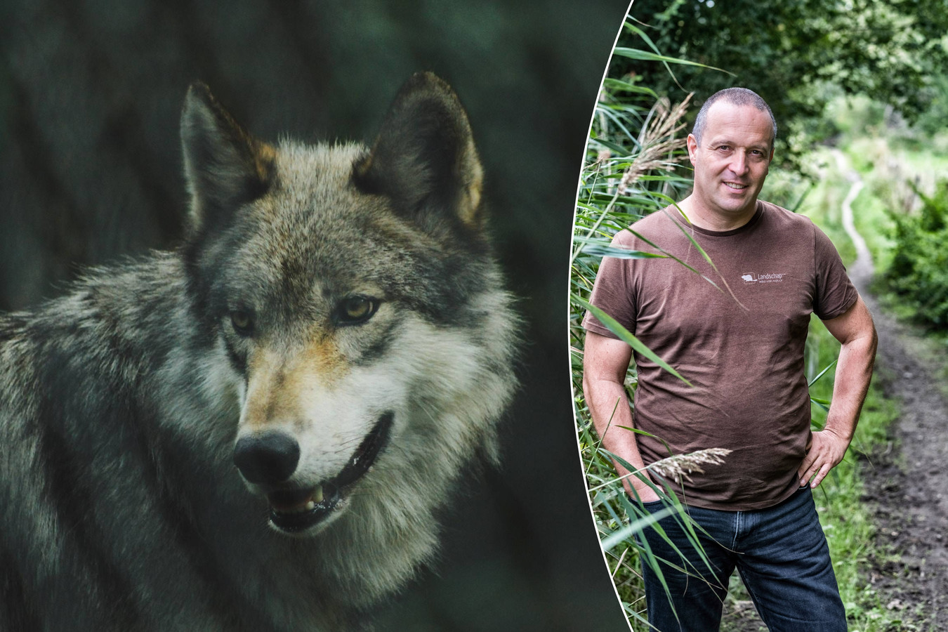 Europa wil bescherming van wolf beperken, maar daar komt meteen kritiek ...