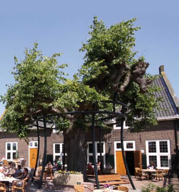 350 jaar oude linde bij Radstake is ziek en gaat naar de Apenheul ...