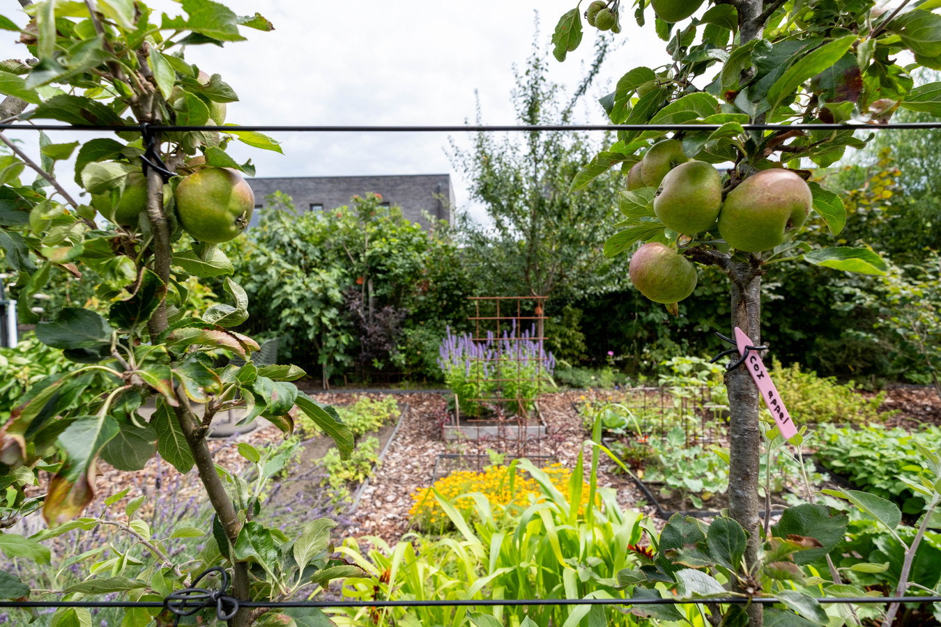 MIJN TUIN. Rit en John toverden kleine stadstuin om tot groene oase vol ...