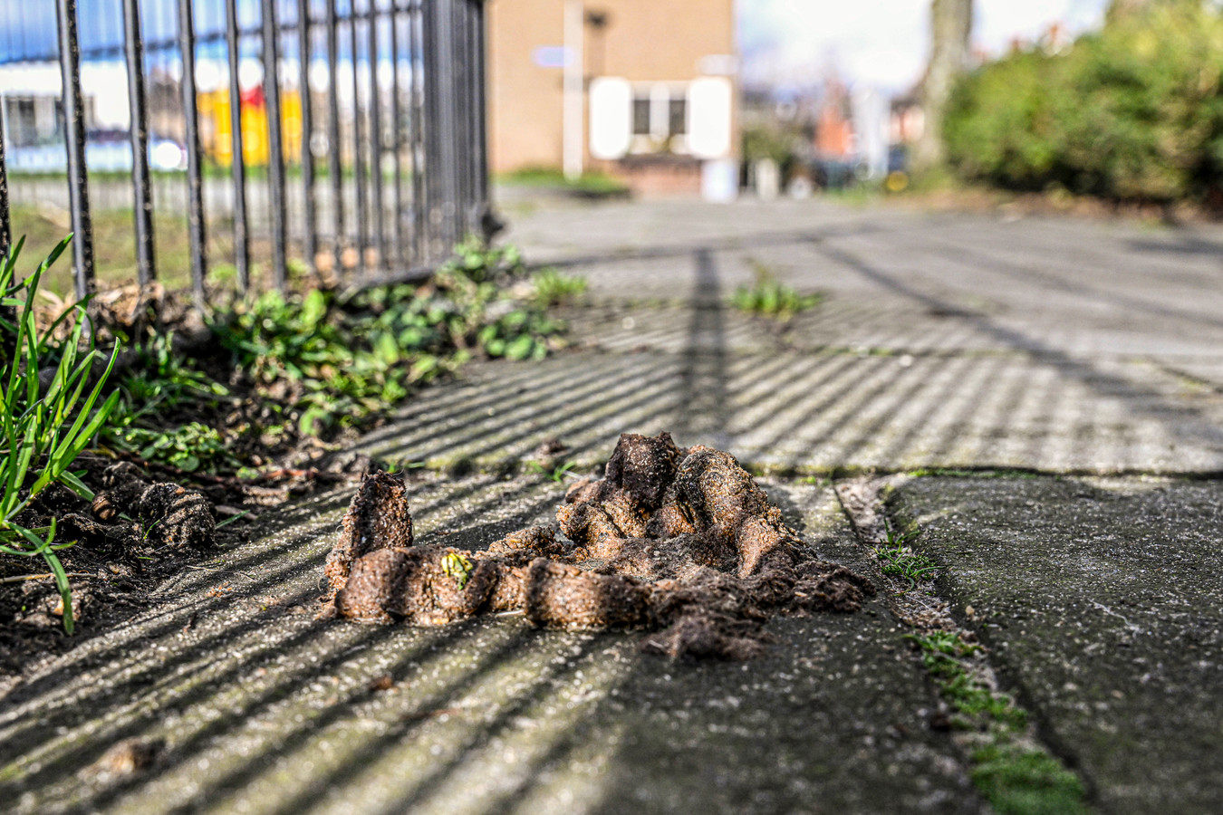 Het ‘poepstraatje’ van Steenbergen ligt vol drollen: ‘Echt schandalig ...