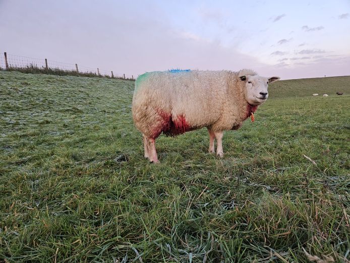 Dodelijke verwondingen van schaap op Tholen wijzen mogelijk op aanval ...