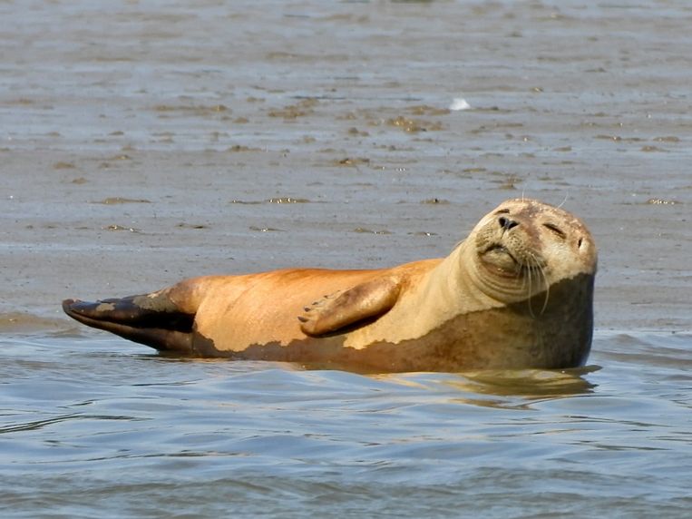 Het aantal zeehonden in de Waddenzee slinkt, het onderzoek naar oorzaak ...