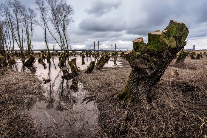Ooibos in de uiterwaarden na 35 jaar weer geknot: een oerbosje zal het ...