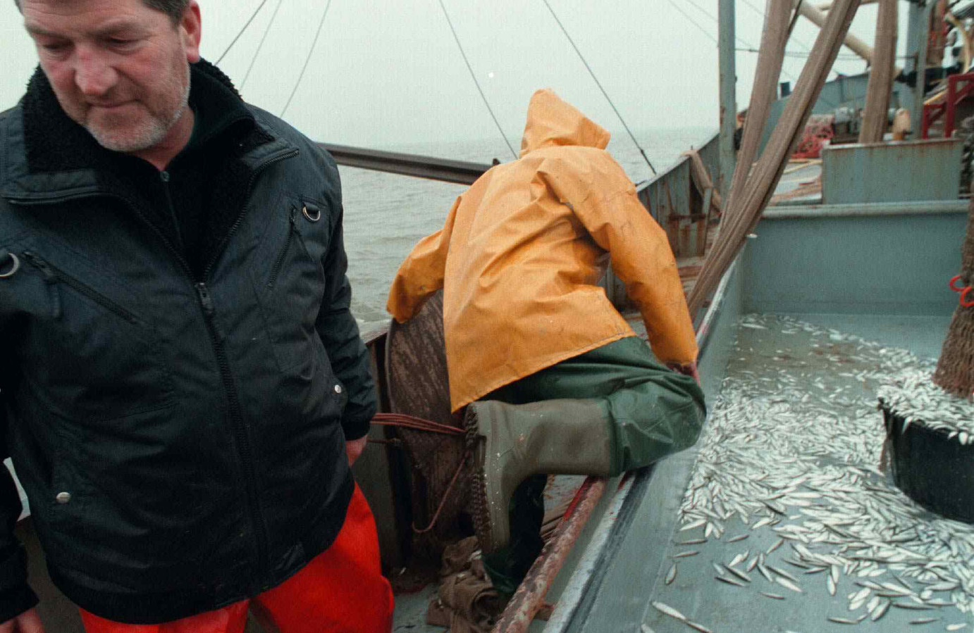 Duizenden dode visjes op het strand in Vlissingen (en dat is niks ...