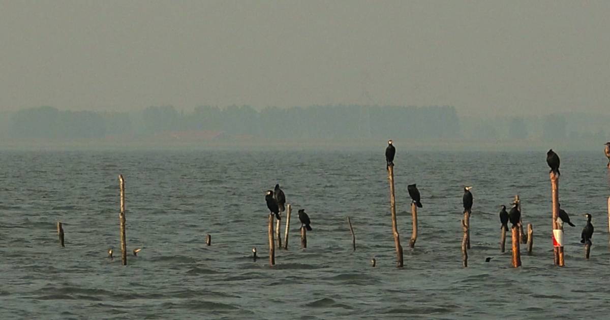 Ode aan de laatste ambachtelijke weervissers Cor en Henk | Bergen op ... Ode aan de laatste ambachtelijke weervissers Cor en Henk | Bergen op ...