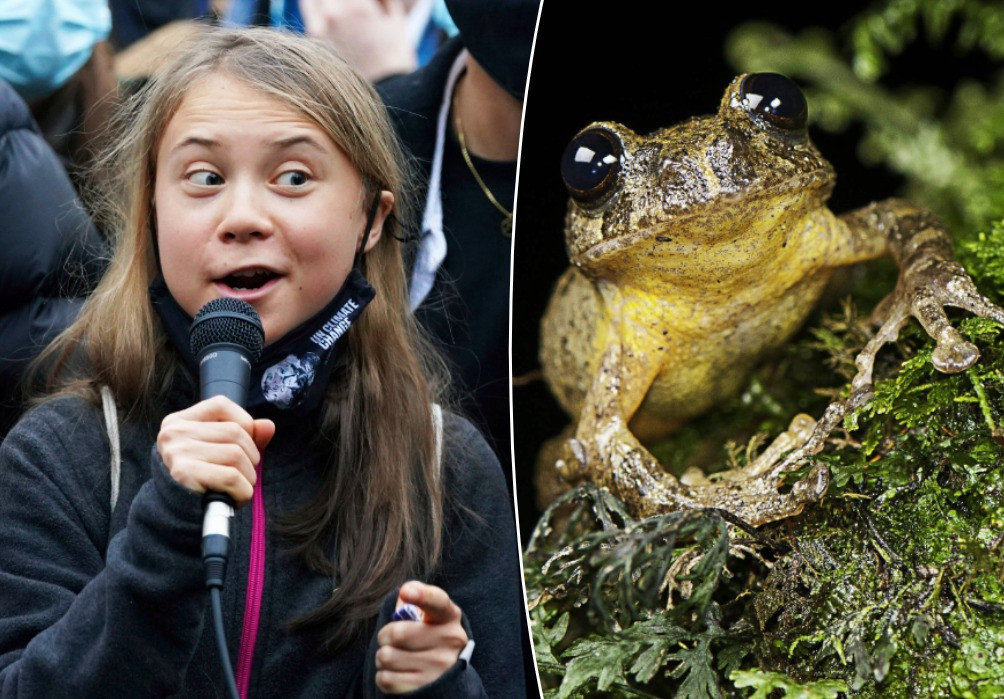 Na slakken en kevers nu ook kikkersoort vernoemd naar klimaatactiviste ...