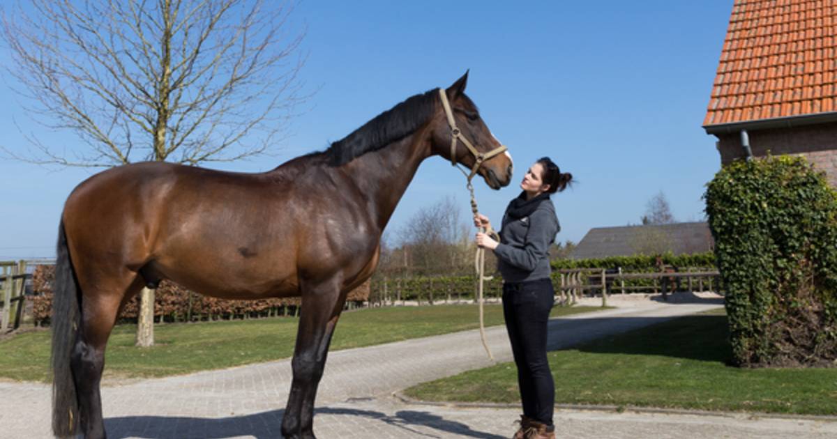 Slepende zaak tussen model Lonneke Engel en olympisch ruiter Bartels om ...