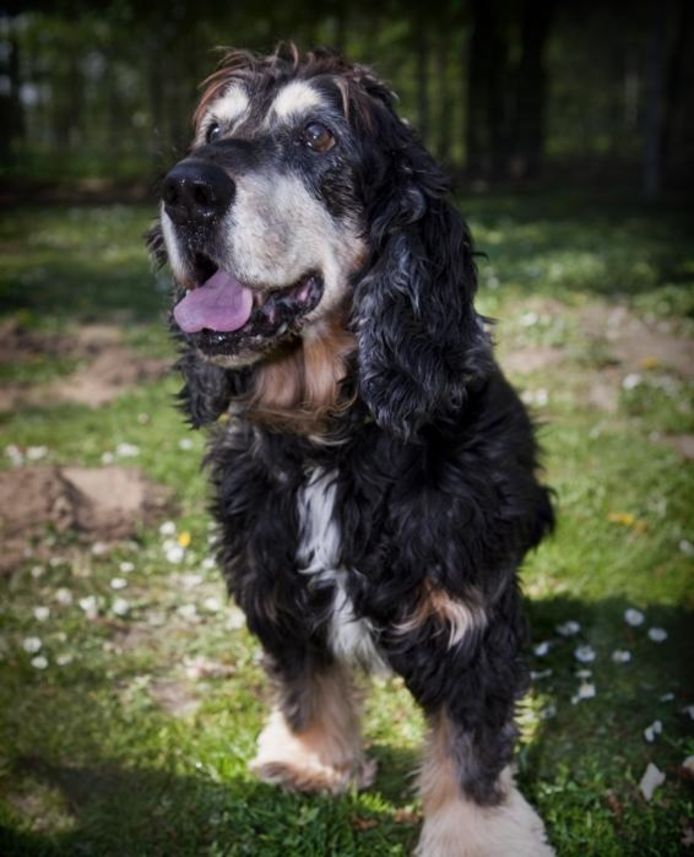 Opvang voor bejaarde hond | Den Bosch, Vught | bd.nl