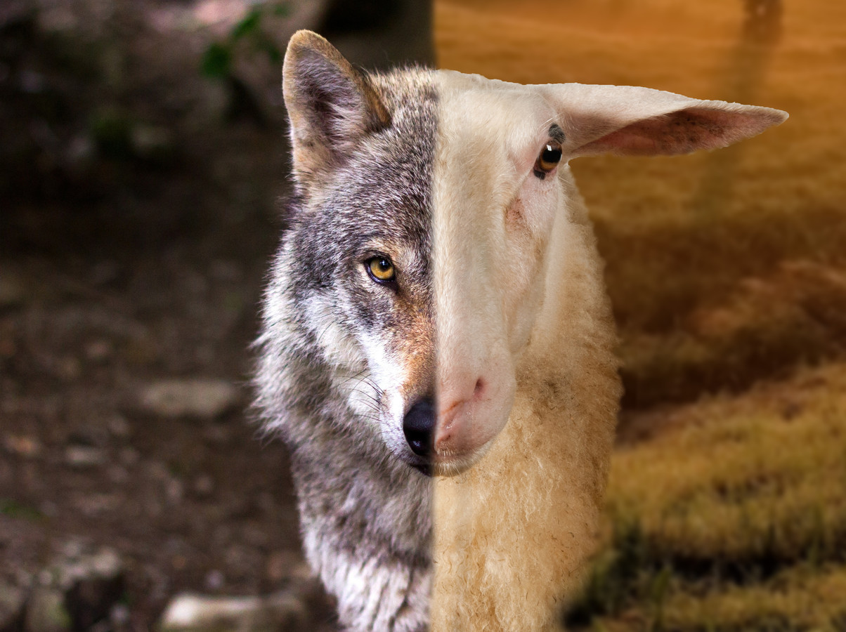 ‘Wat de wolf aanricht, is niets vergeleken met de mens’ | Foto ...