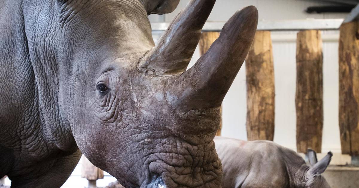 Stukken hoorn van neushoorns onderschept op Schiphol | Amsterdam | AD.nl