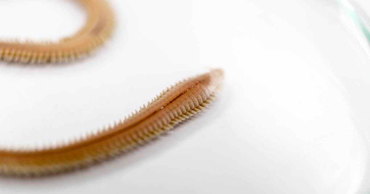 Le ver de sable, un animal qui pourrait sauver des vies | Santé | 7sur7.be